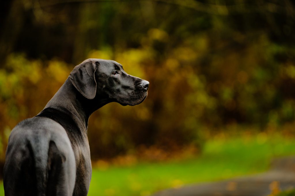 CREATING MEMORIES OF YOUR PET: PHOTO TIPS | People with Pets